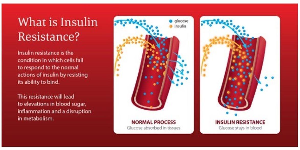 Master Class Handouts for Insulin Resistance- Healing Unleashed